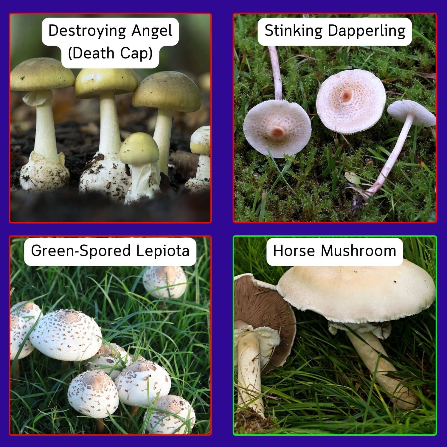 Identifying White Mushrooms in a Florida Yard - American Property ...